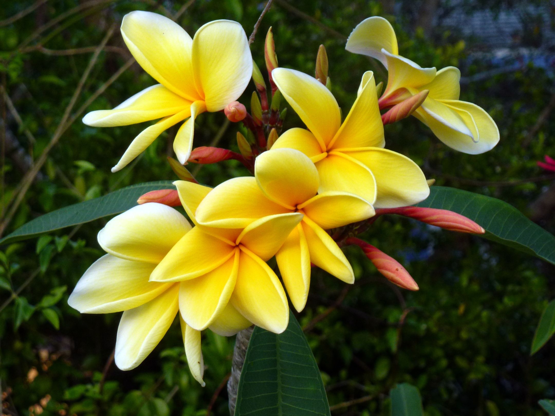 THE SEASONS OF SANIBEL | Elaine-iaK's Travels: A Traveler's Tales of ...